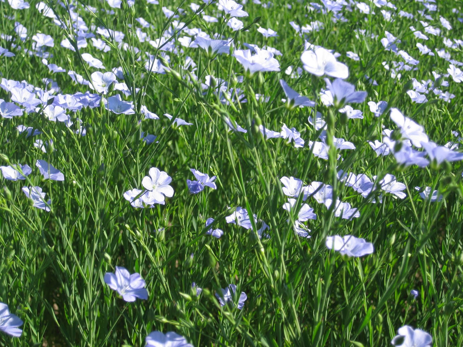 Flaxseed Organic Information | North American Nutrition